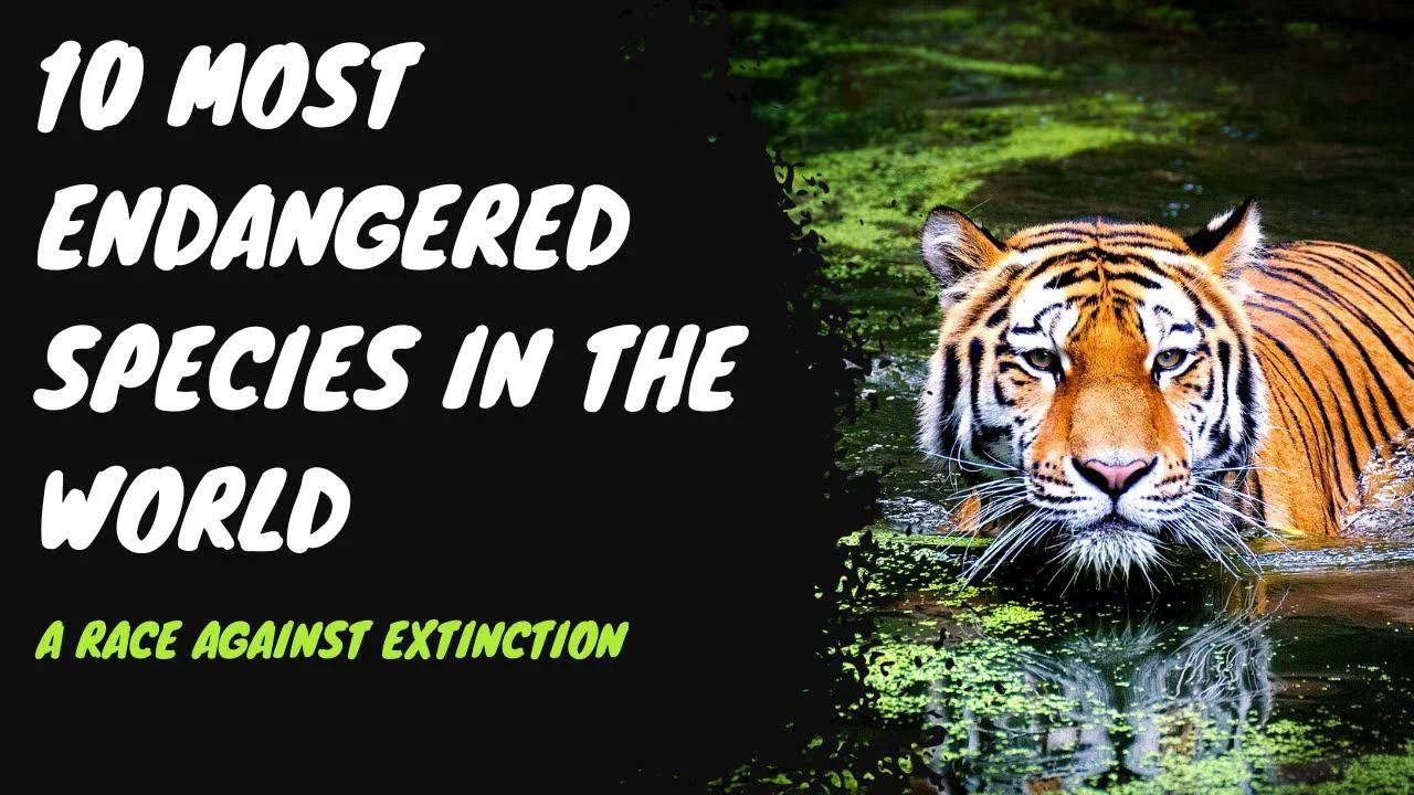 10 Most Endangered Species in the World: A Race Against Extinction