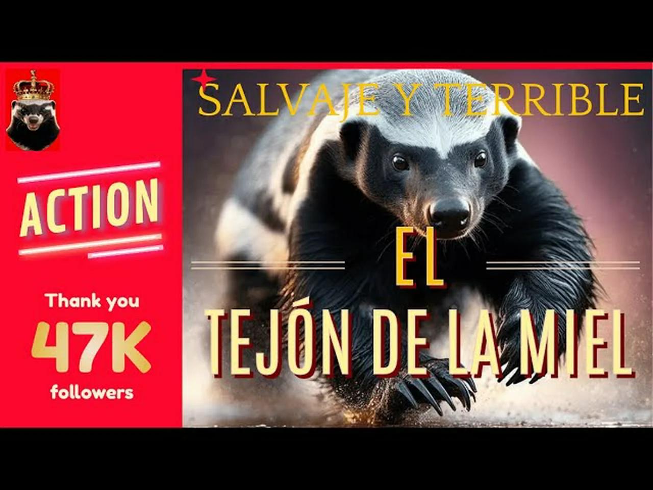 TEJÓN DE LA MIEL: El Más Valiente Del Mundo En Acción