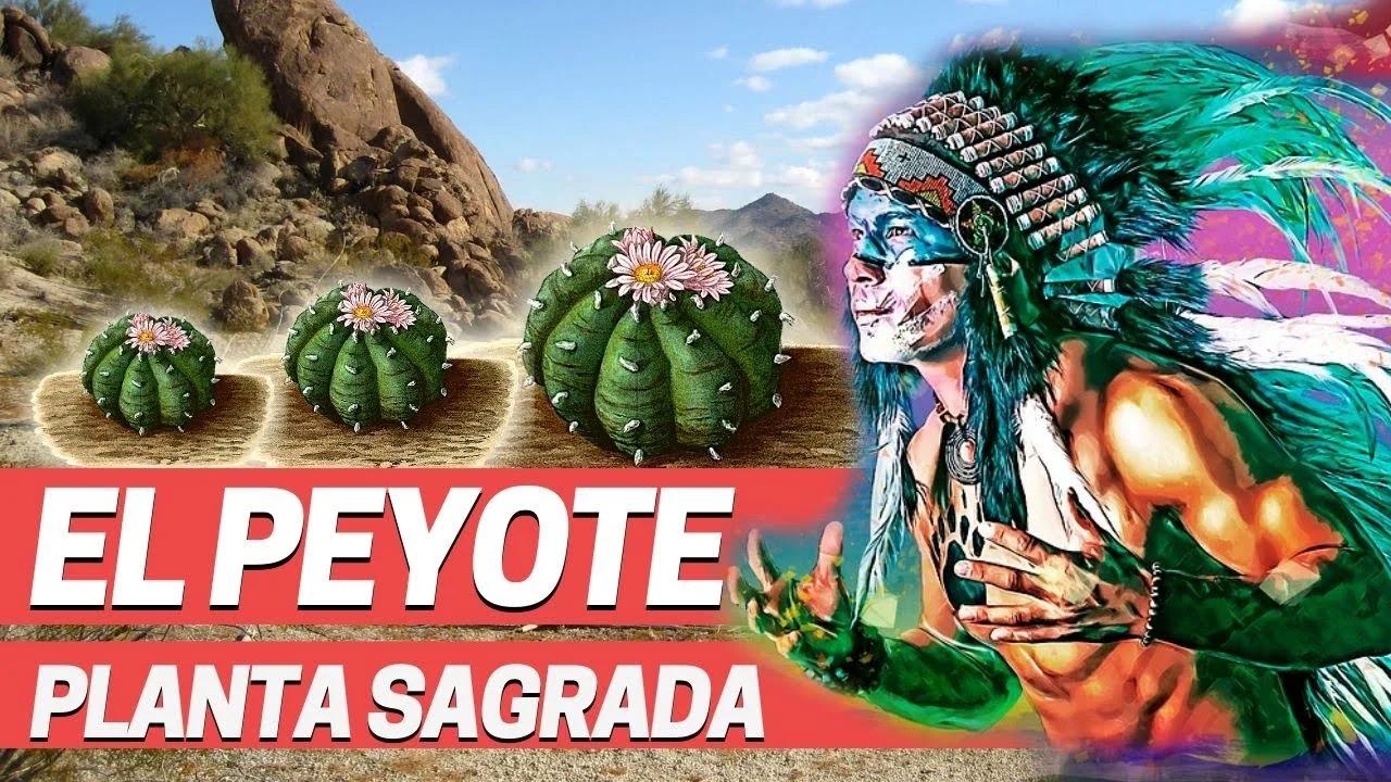 EL PEYOTE, PLANTA SAGRADA DE LOS PUEBLOS PREHISPÁNICOS. Lophophora ...