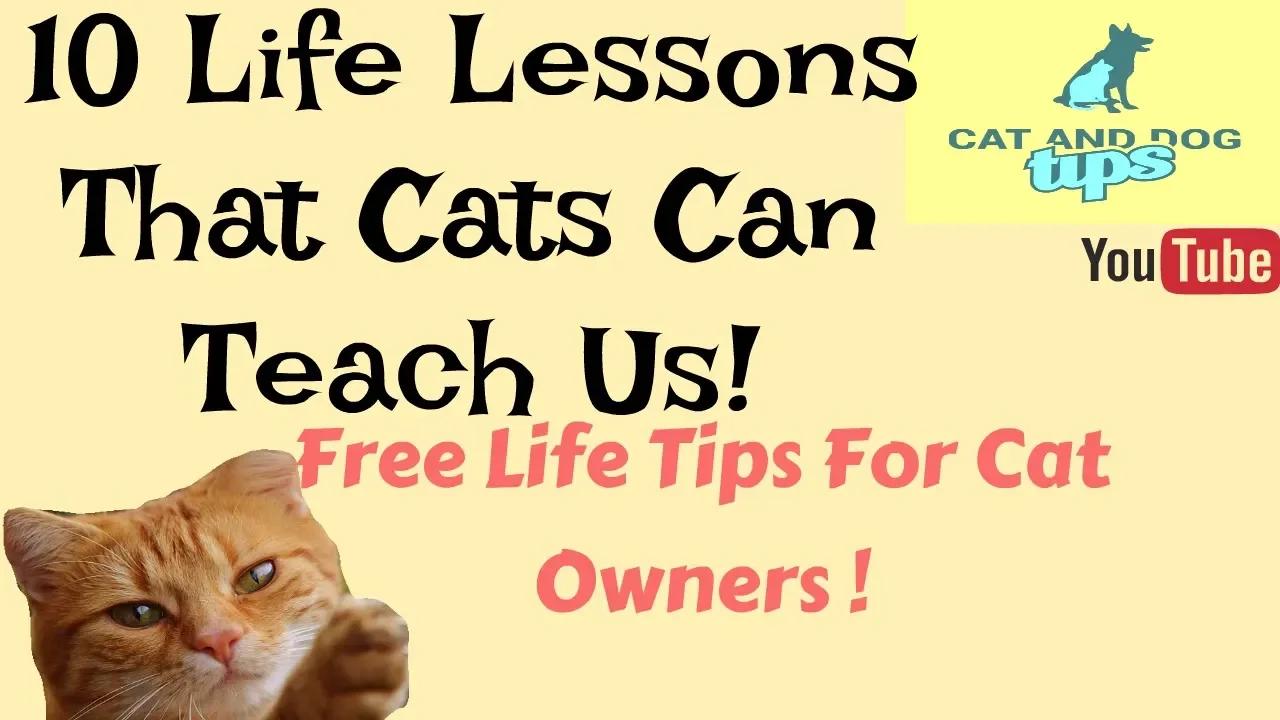 10 Life Lessons That Cats Can Teach Us