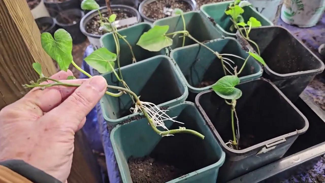 Rooted Sweet Potato Vines Update