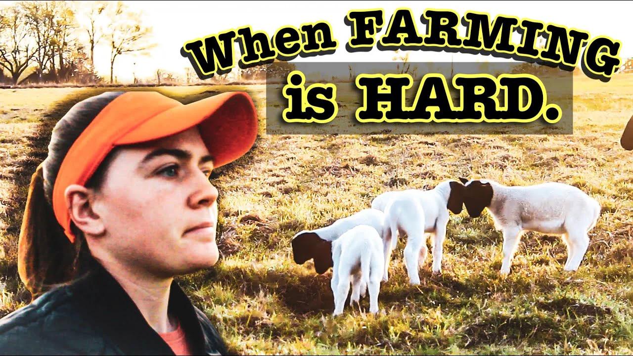 WHEN FARMING IS HARD | Sheep with Ringwomb and Stillbirth