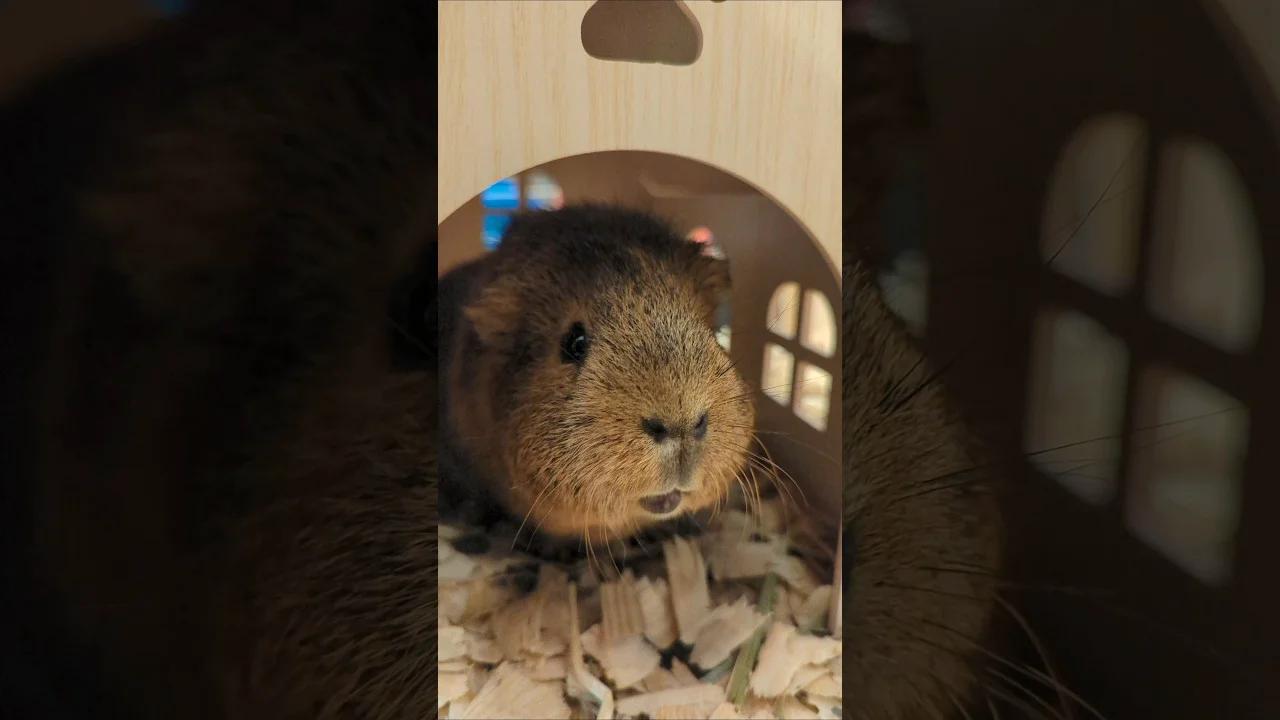 Capybara in a little house