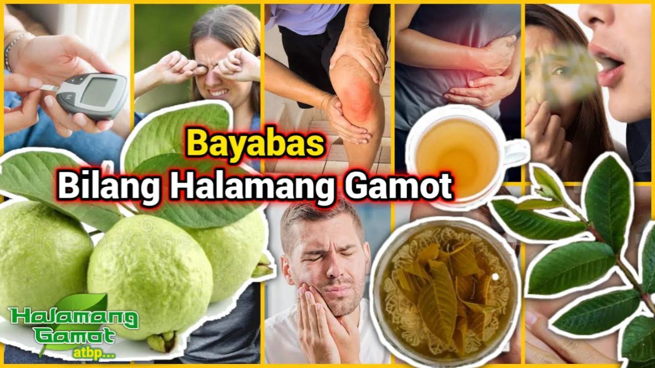 Bayabas Bilang Halamang Gamot | Halamang Gamot ATBP