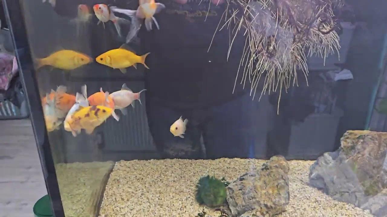 Goldfish almost ready for the pond