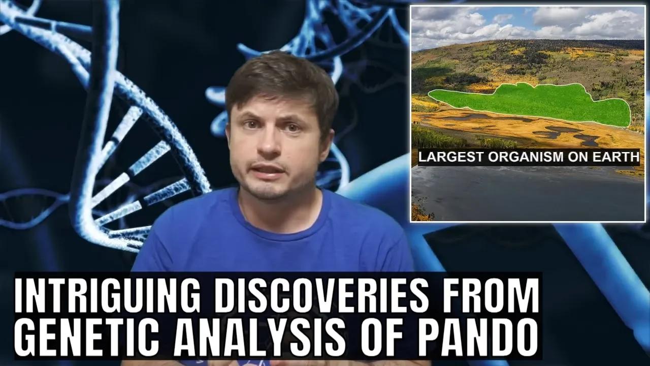 DNA Analysis of Pando Reveals it's The Largest and Oldest Organism on Earth