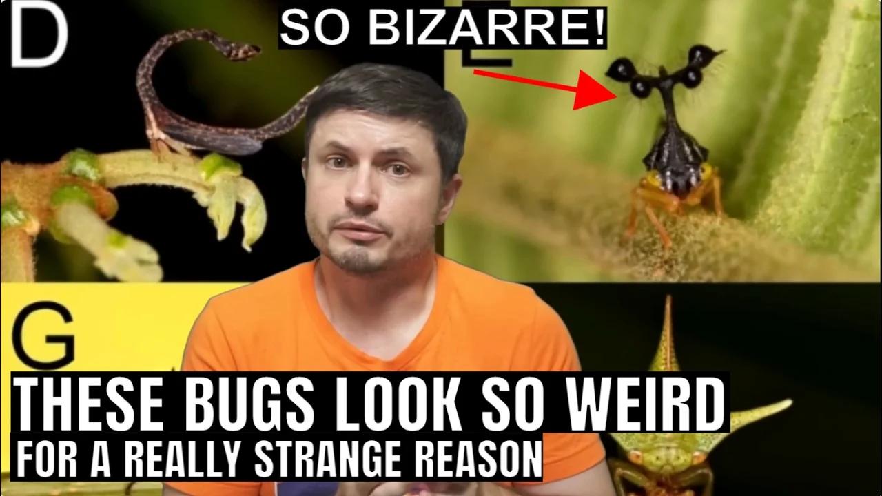 Weird Looking Bugs Evolved a Strange Sense We Thought Only Sharks Have