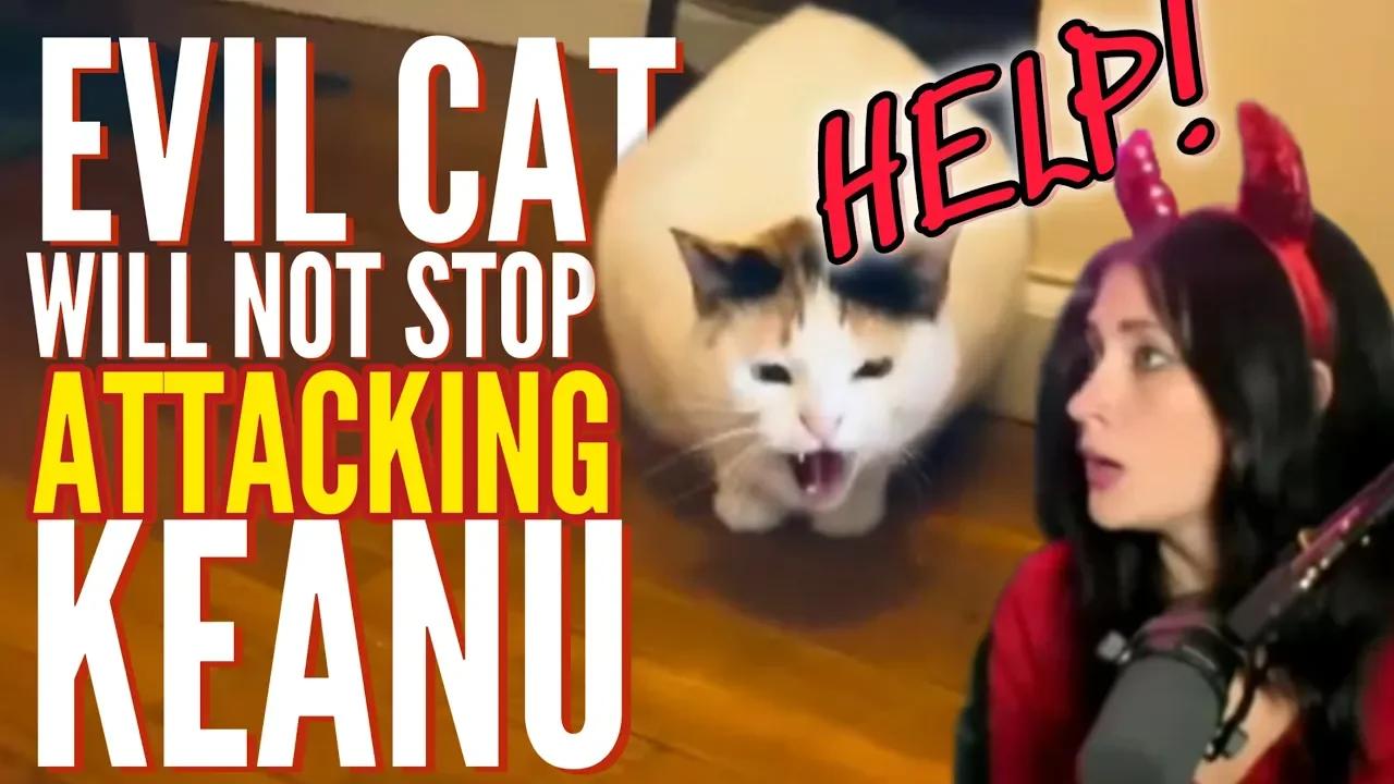 Keanu Thompson Shares Cat Violence Saga! Send Help! Geno Bisconte’s ...