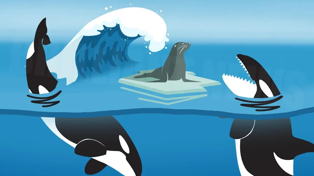 5 Deadly Killer Whale Hunting Tricks