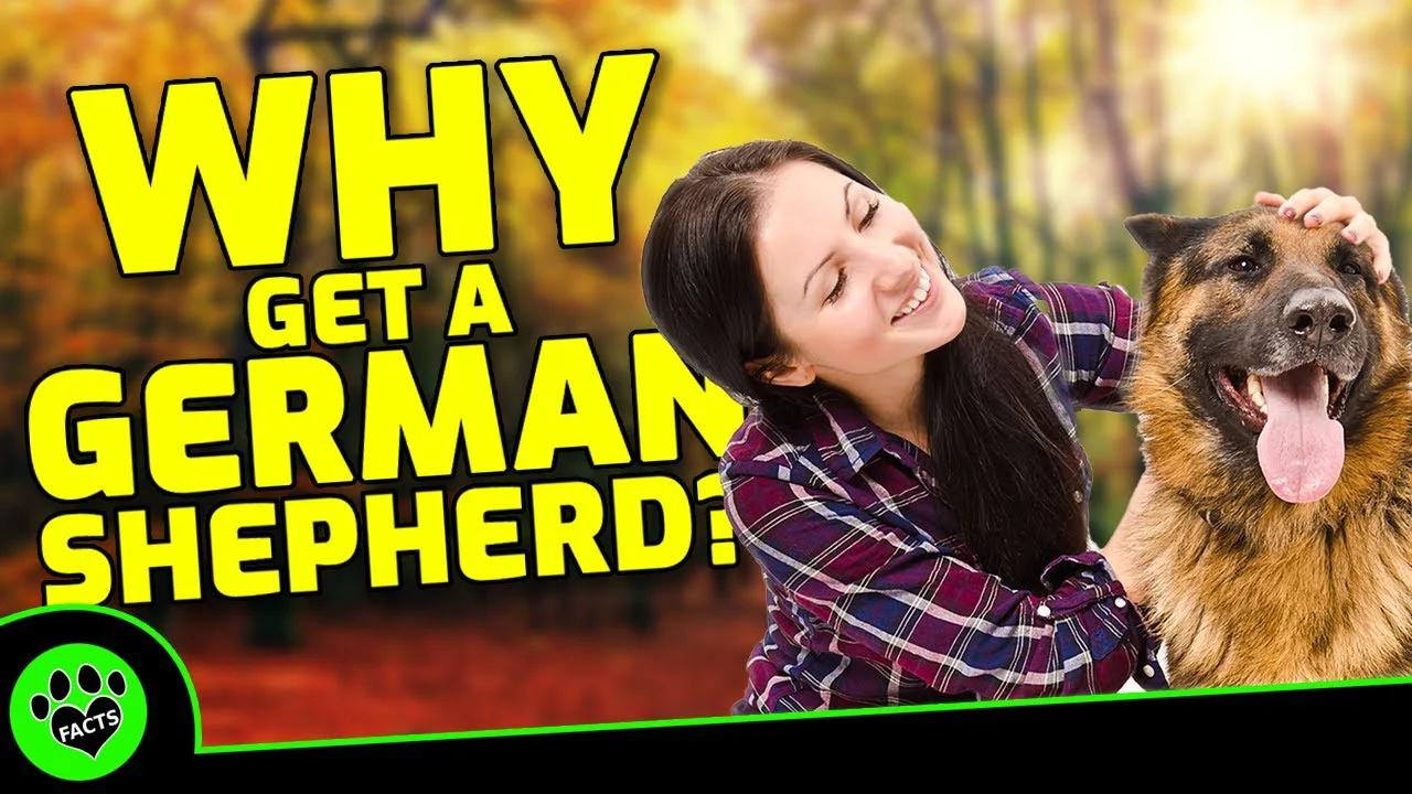 6 Amazing Reasons To Get A German Shepherd Dogs 101