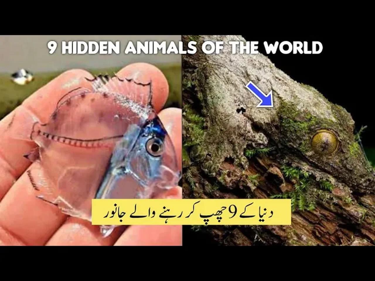 9 Invisible Animals In The World.