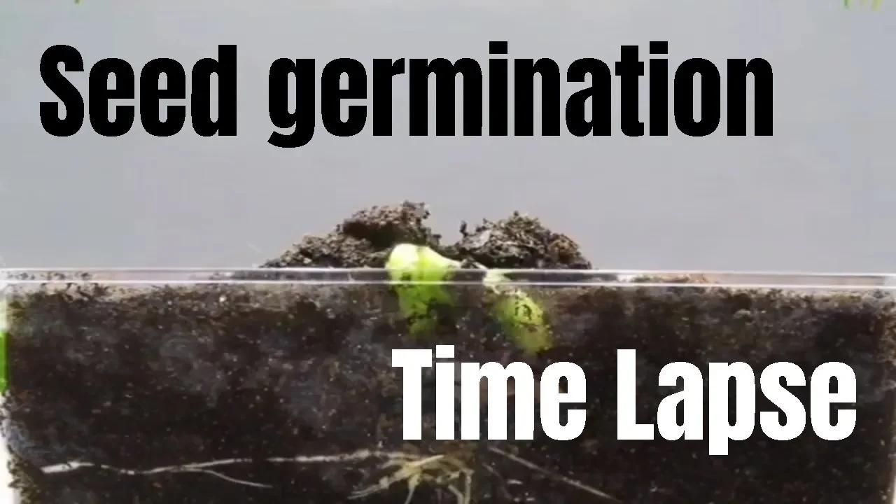 Seed Germination Time Lapse