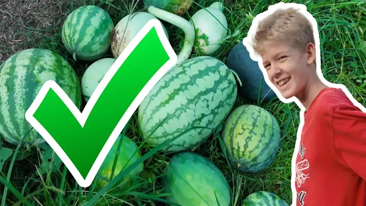 What happens when you cross 25 watermelon varieties?