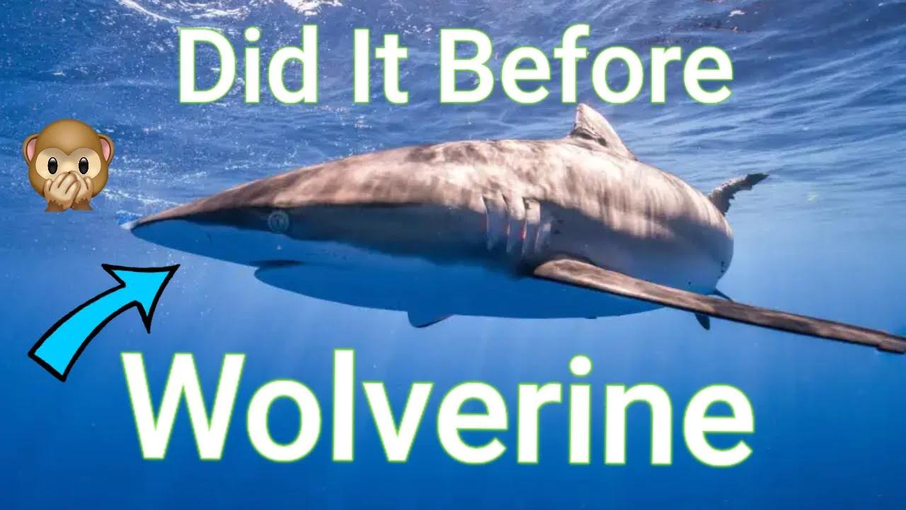 Sharks Can Regenerate