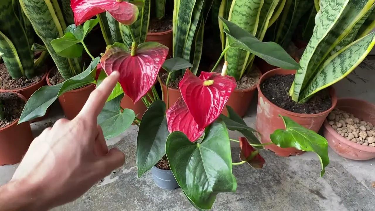ANTHURIUM: come si ANNAFFIA? come si POTA?