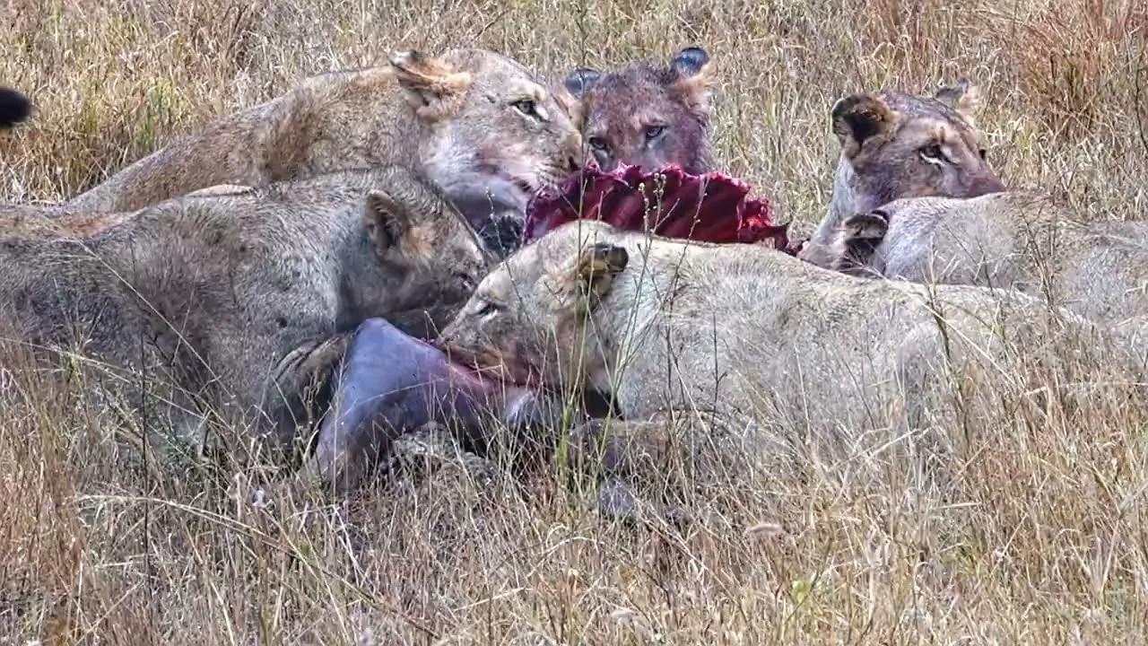 Lions Finish a Wildebeest