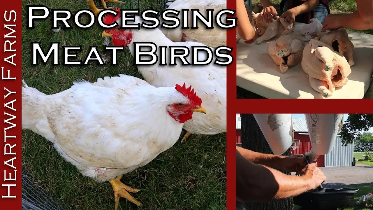 How To Process Meat Birds | Cornish Cross Chickens | Heartway Farms ...