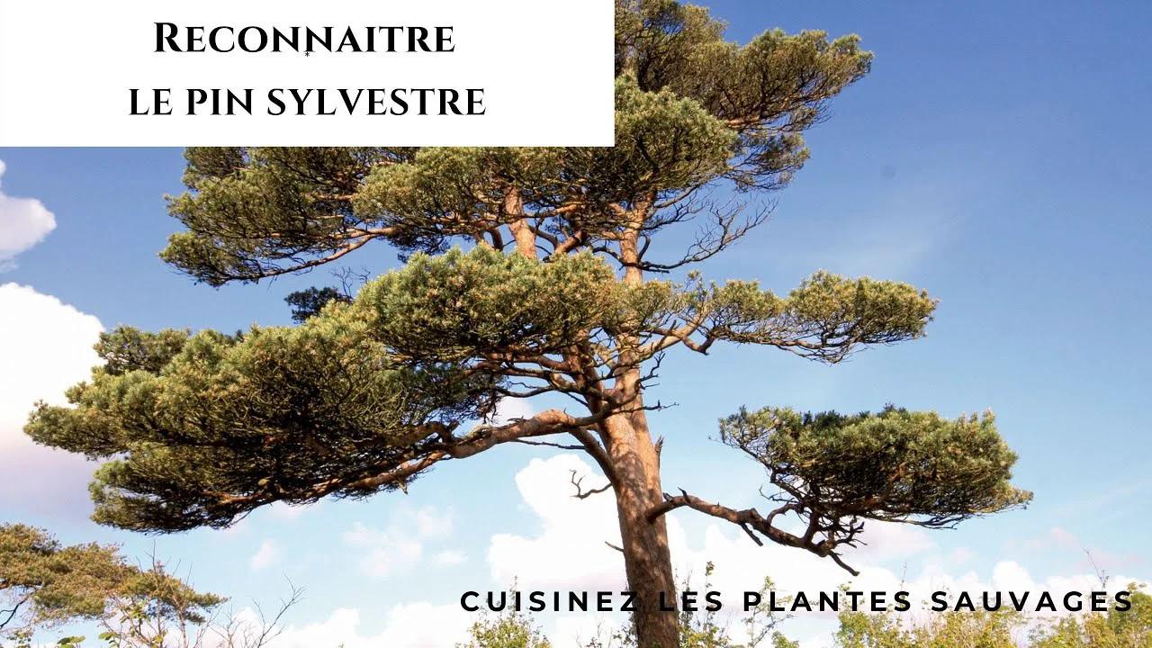 Comment reconnaitre et utiliser le pin sylvestre