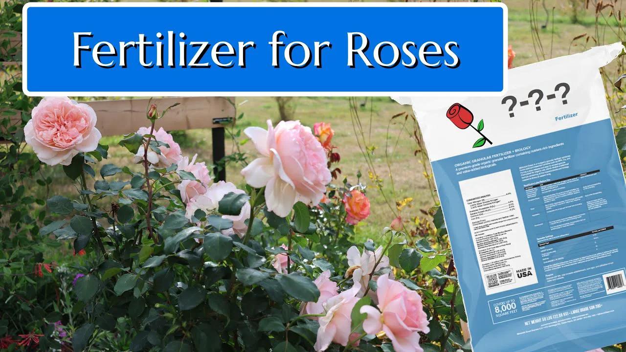 Fertilizer for Roses