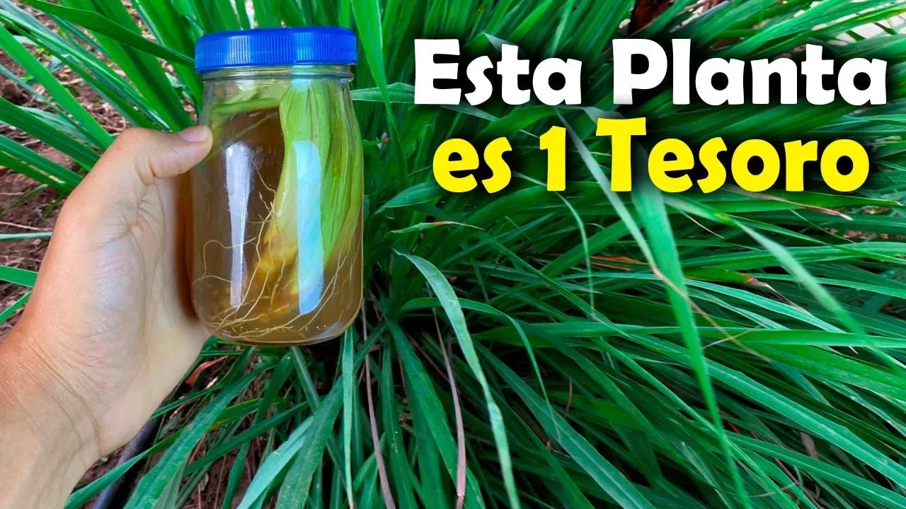 Si Tienes Esta PLANTA TIENES un TESORO!! Tómala TODOS LOS DÍAS | Planta ...