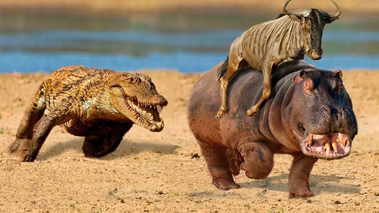 COCODRILO + HIPOPOTAMOS. Extremas peleas de animales salvajes. Batallas epicas de animales