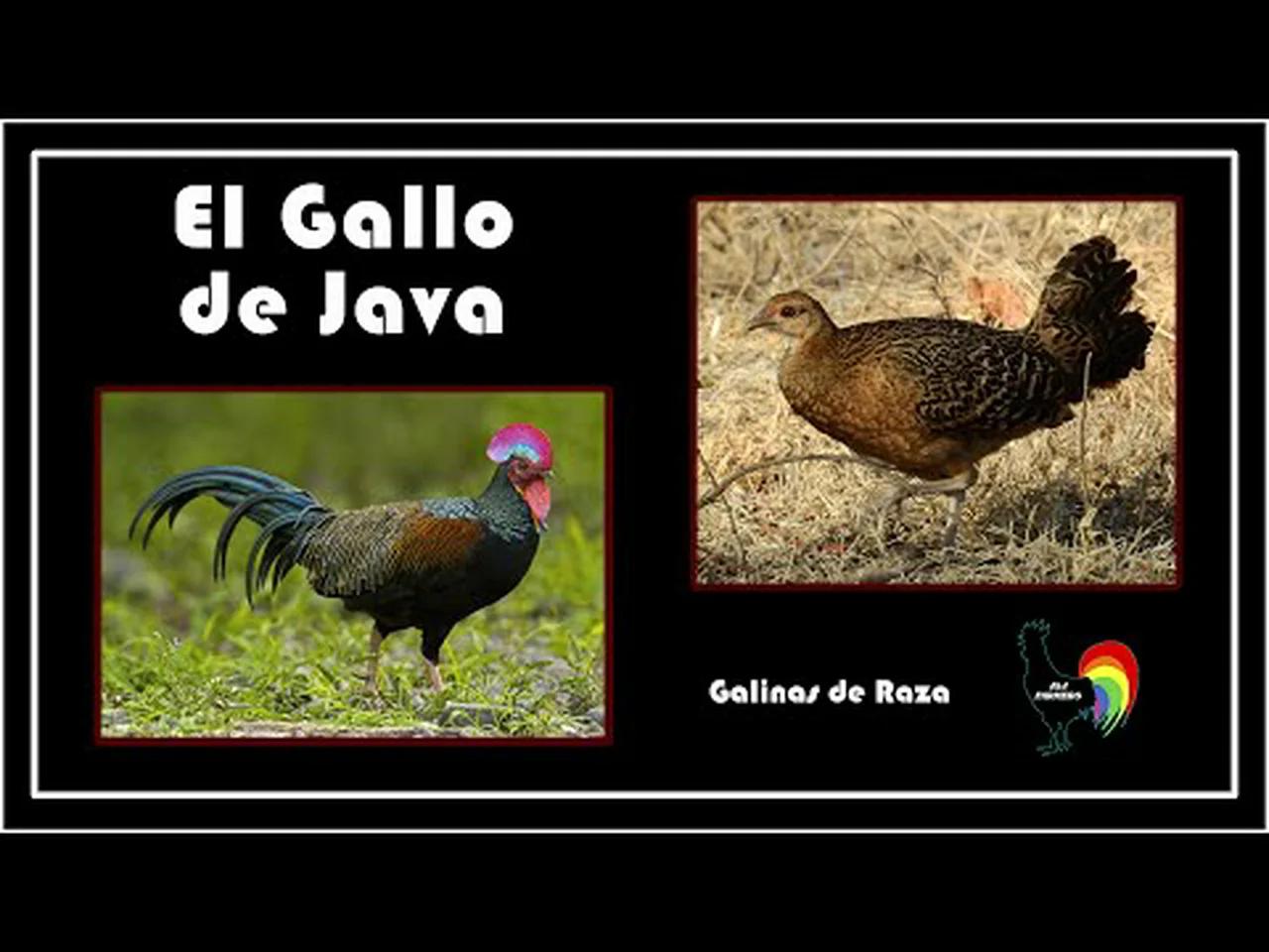 🐓 El Gallo de Java | Gallinas de Raza