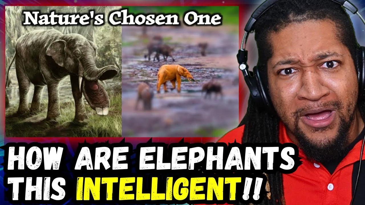 How Nature Accidentally Created the Perfect Animal (REACTION)