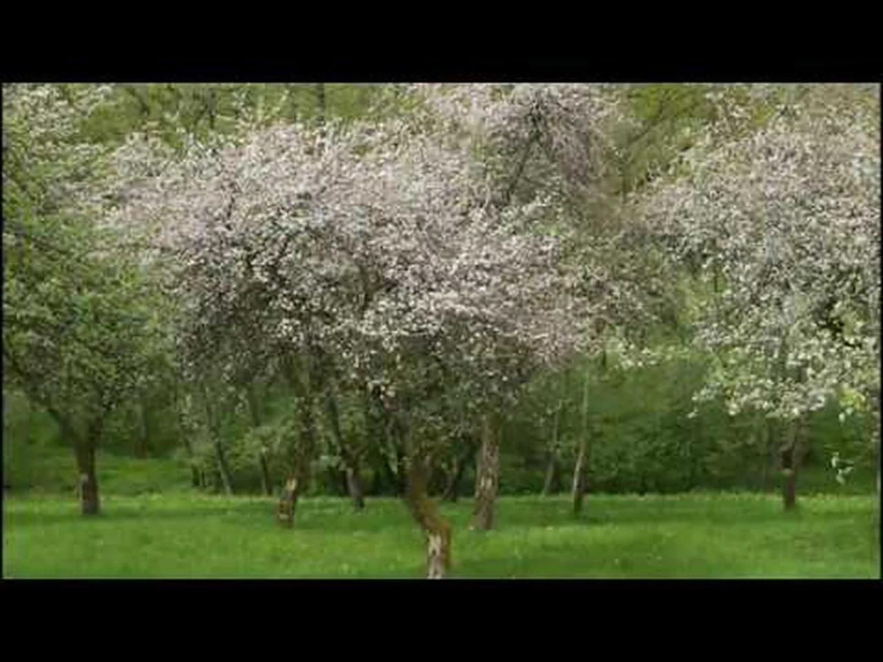 Baum-Meditation – "Selbstermächtigung" – Sharon McErlane