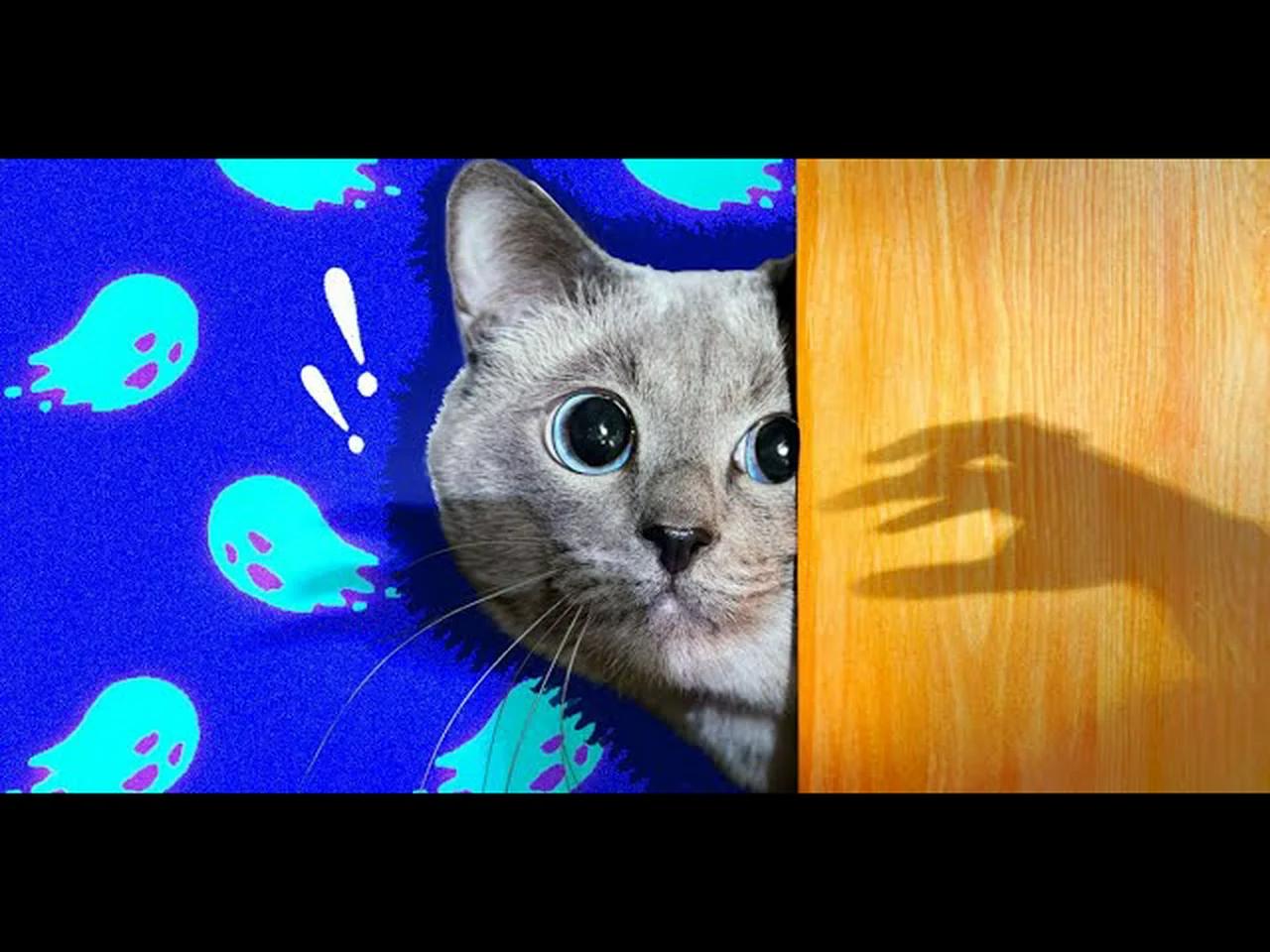 The funniest animals || funny cats and dogs || Meow and woof -9