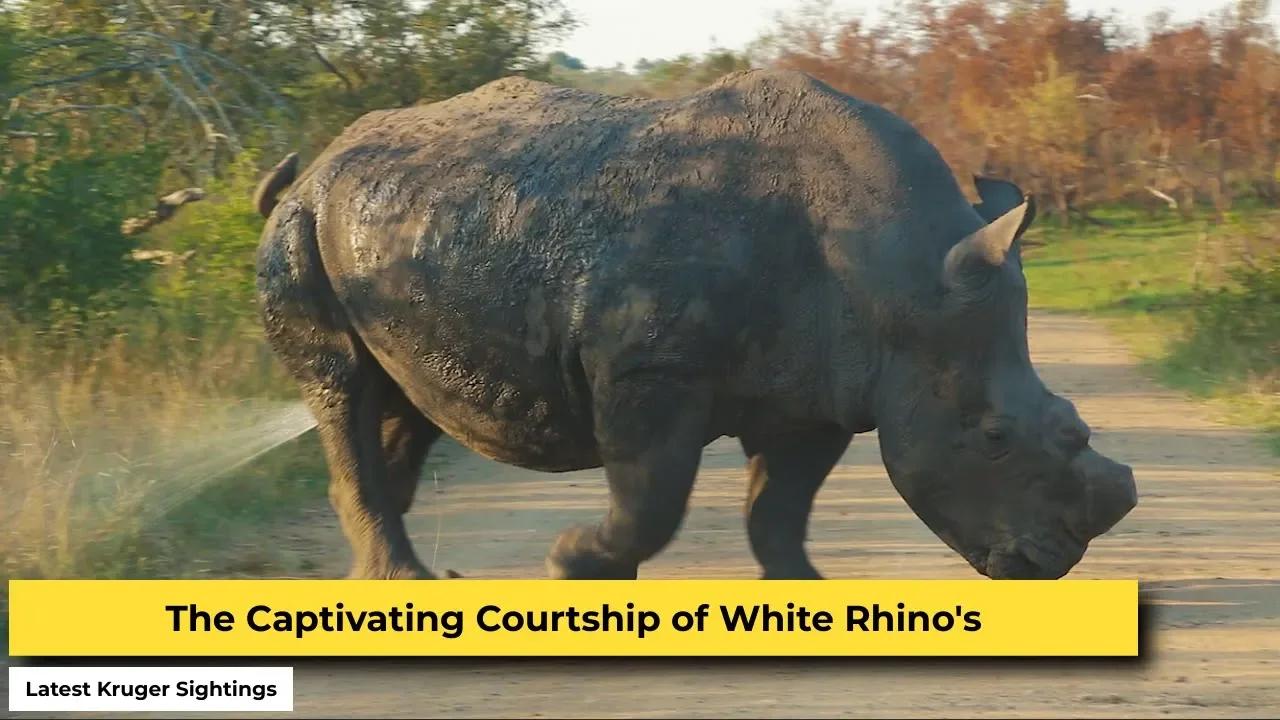 Rhino in Heat | Kruger Park Rhino Sightings