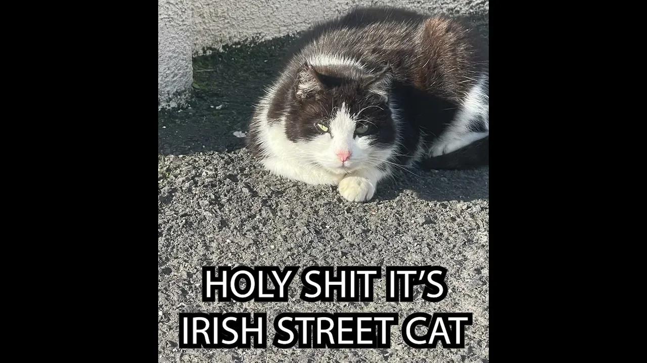 IRISH STREET CAT.mp4