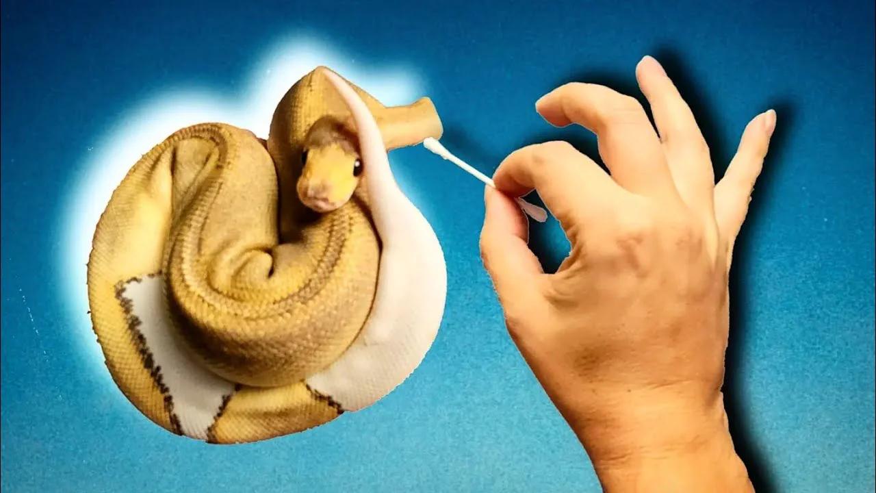 Getting A Picky Ball Python To Eat