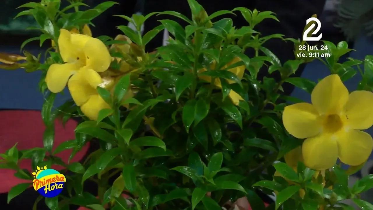 Cómo Cuidar Sus Plantas En Invierno