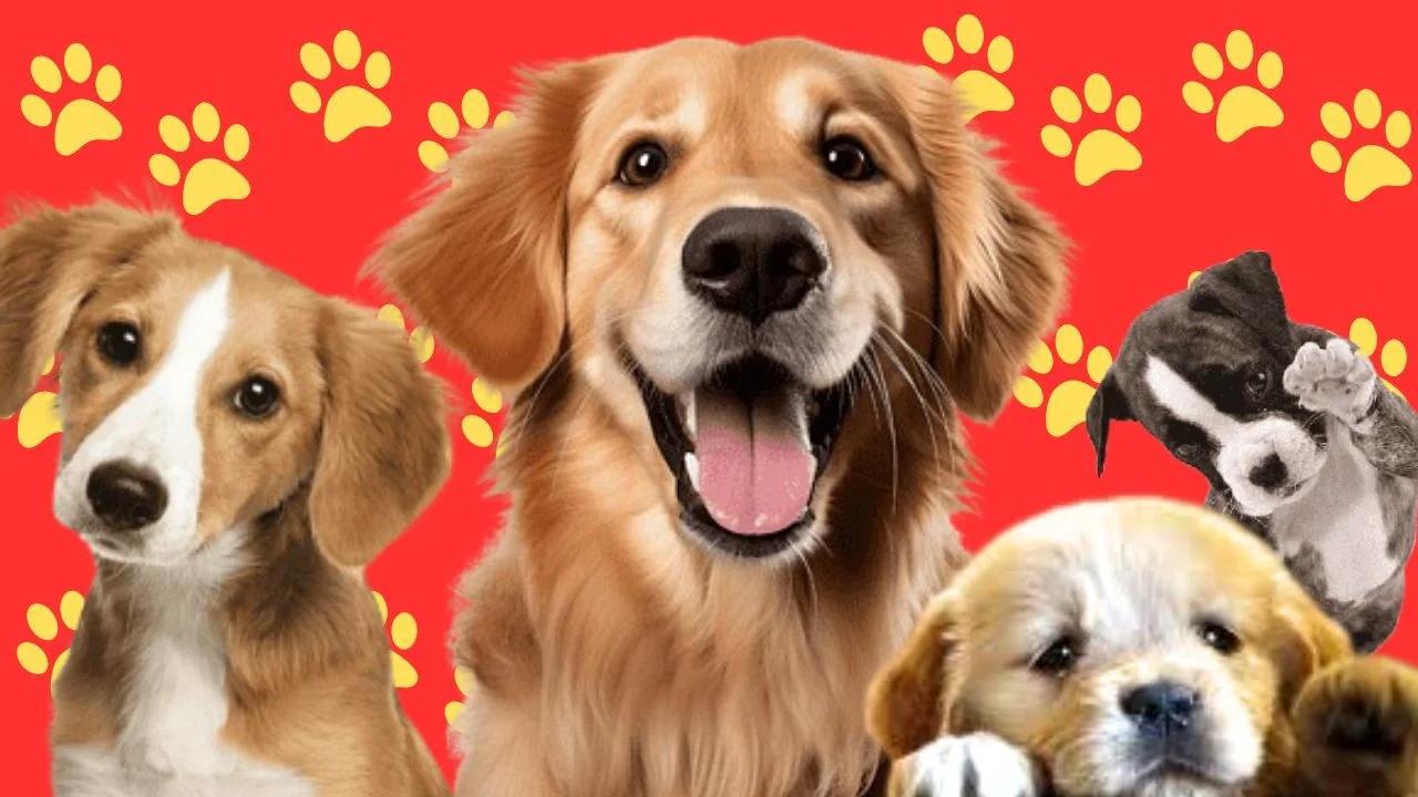 Datos curiosos sobre los perros