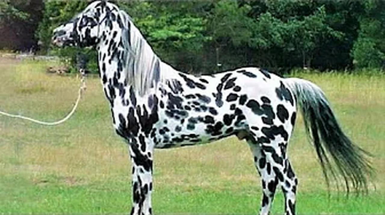 10 Razas de Caballos Con Los Colores Más Hermosos del MUNDO