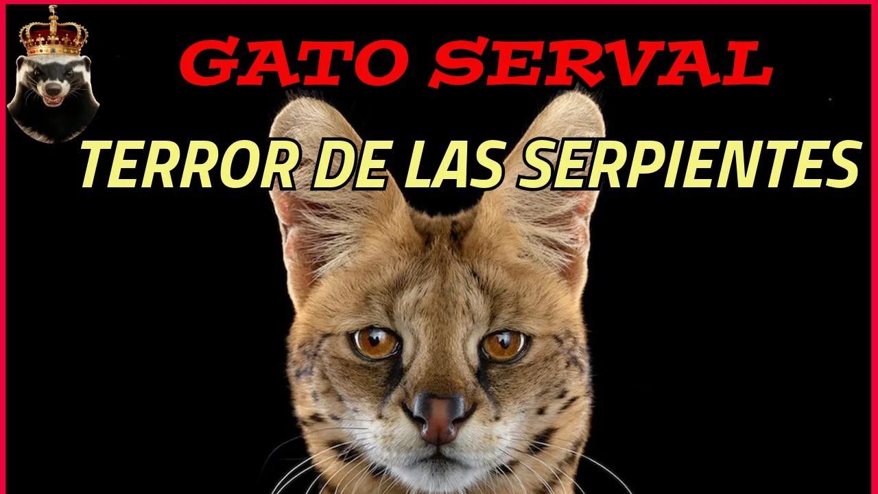Gato Serval: El Más Salvaje Rey En la Caza de Víboras (Primera Parte)