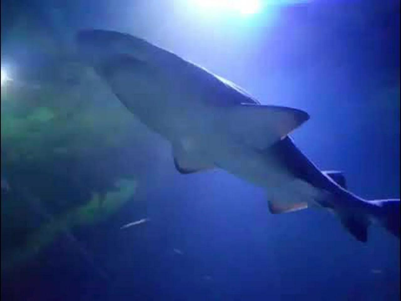 SHARKS AND BIG FISH AT DEEP SEA WORLD, EDINBURGH
