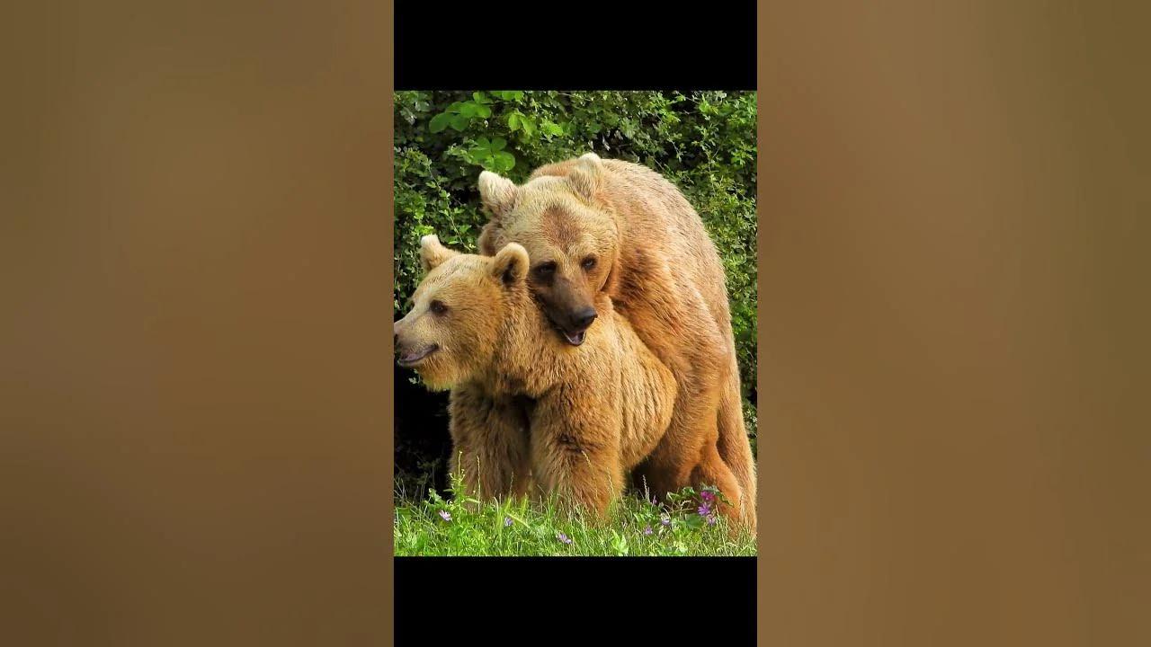 Bears mating in nature #wildlife