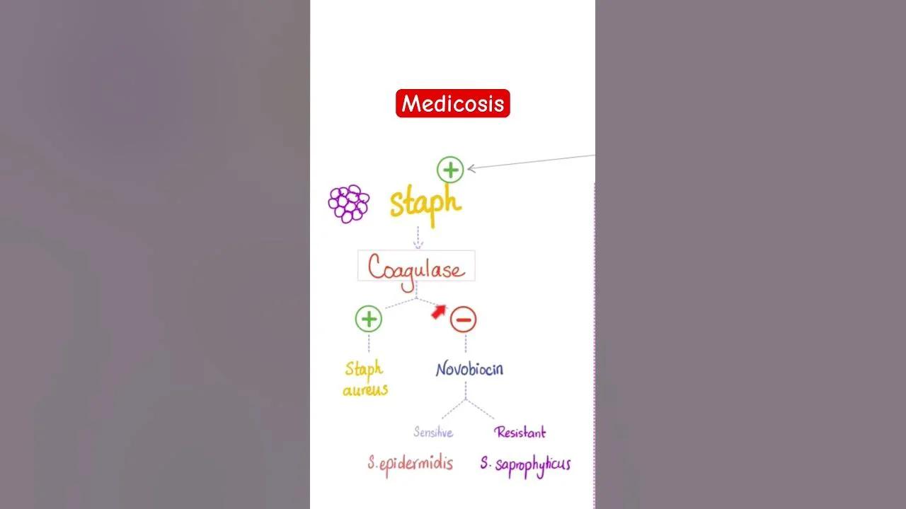 Gram-Positive Bacteria classification- cocci - Staphylococci and ...