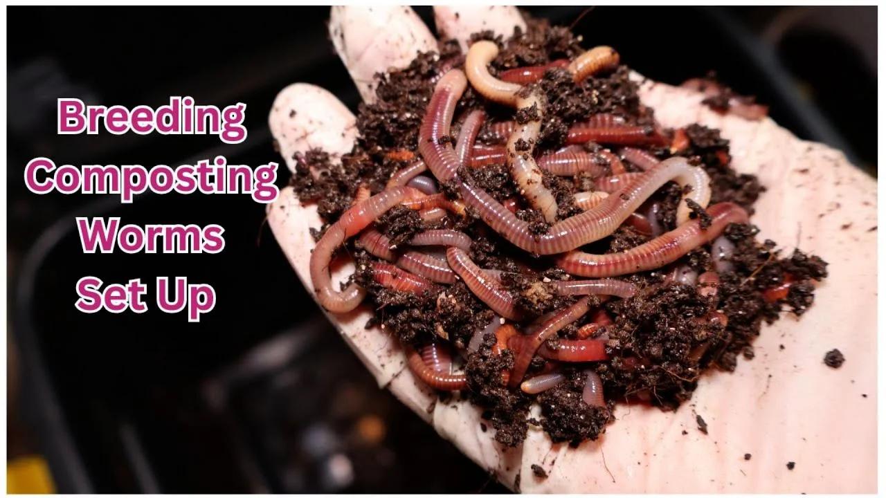 Breeding composting worms set up | Red Wigglers #thenodiggardener # ...