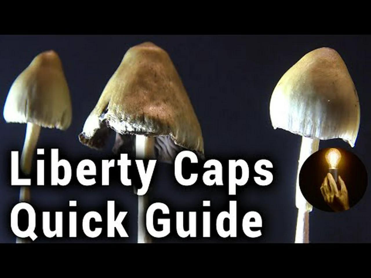 LIBERTY CAPS - QUICK FIELD GUIDE