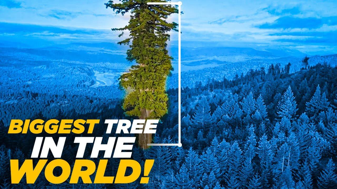 15 Trees that Matter: The Biggest & Best in the World