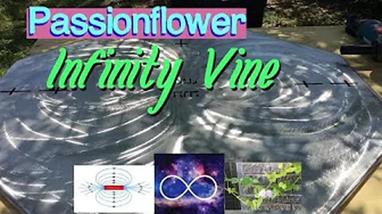MUST WATCH for Subscribers!! Infinity Vine