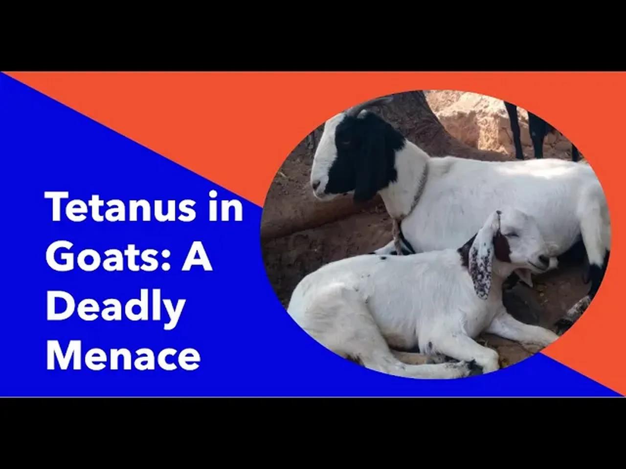 🐐 Tetanus and Goats: A Deadly Menace 😨