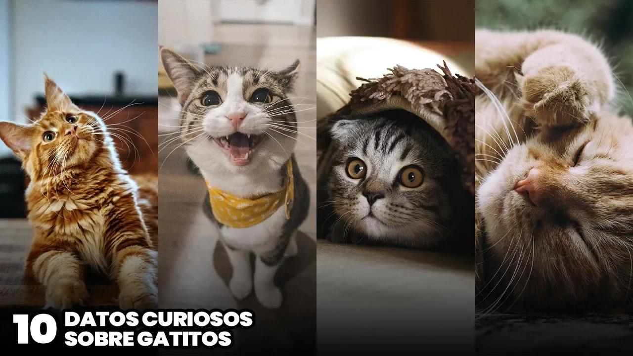 10 Curiosidades sobre los gatos que Seguramente te Sorprendan | DATOS CURIOSOS DE LOS GATOS