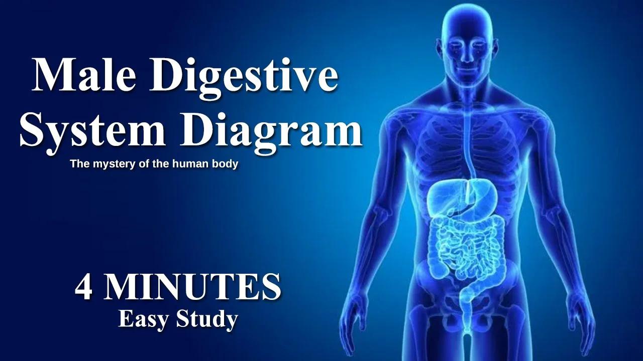 Male Digestive System Diagram 2021 | Male and Female Digestive system ...