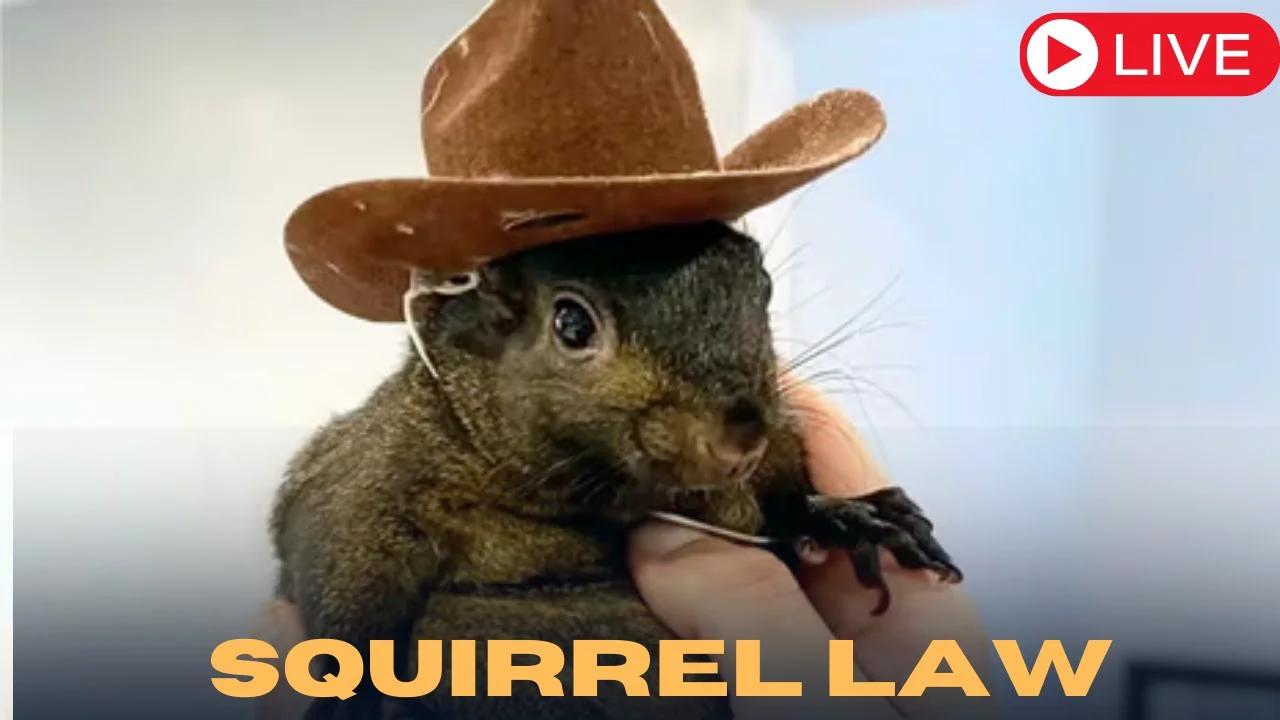 Squirrel Law (LIVE)
