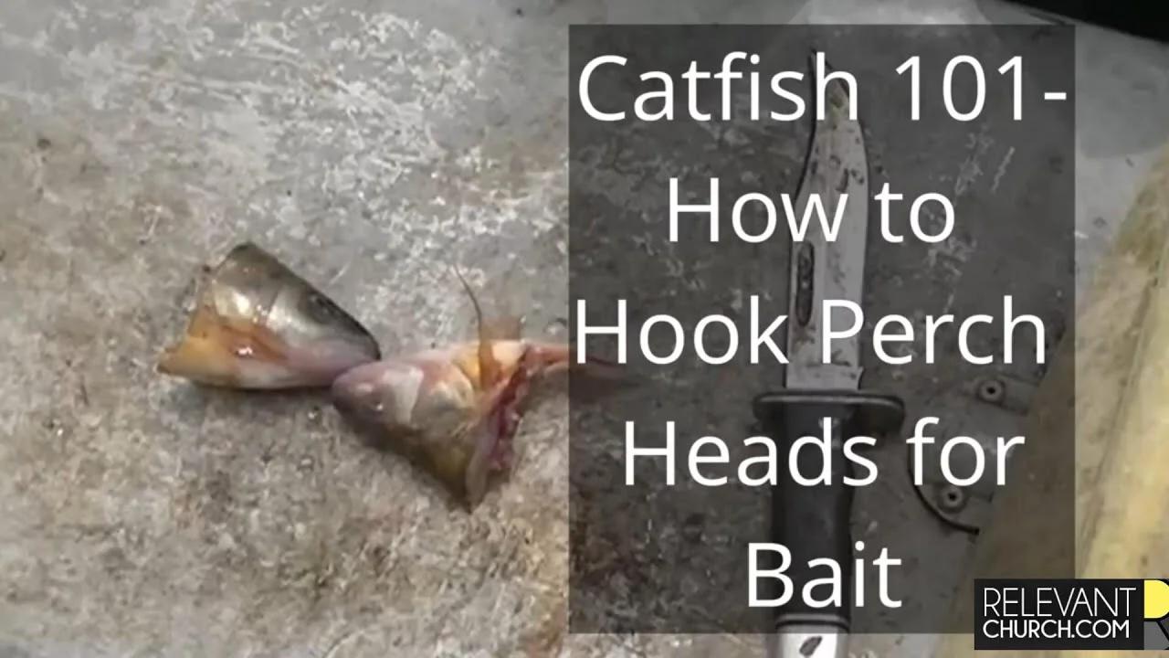 Catfish 101- How to Hook Perch Heads for Bait