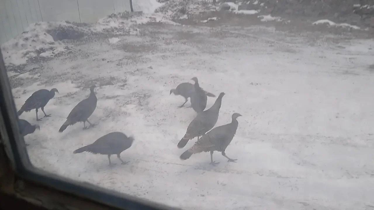 turkeys in driveway