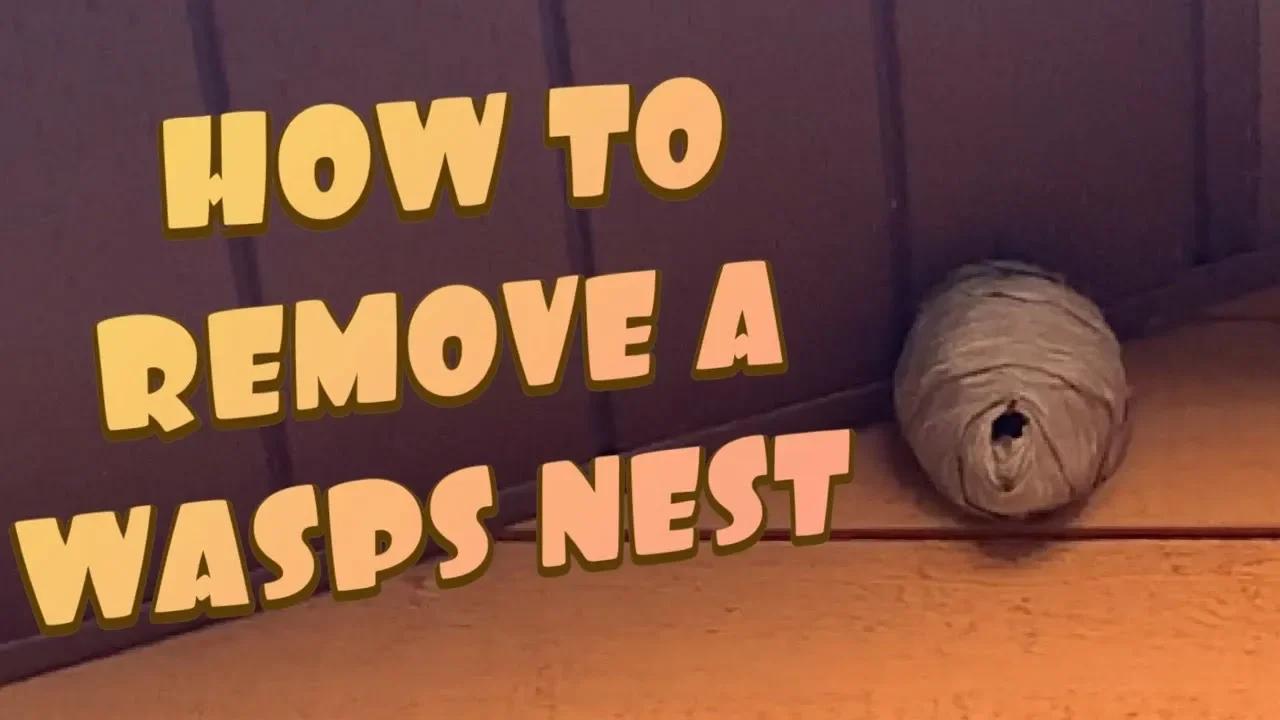 26 How To Remove A Wasps Nest Johnny Knoxville Style